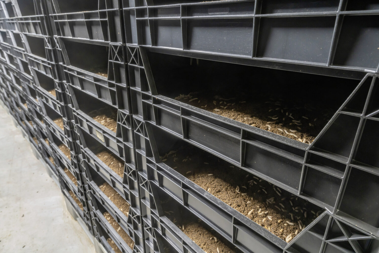 Largest insect farm in Northern Europe equipped - Better Insect Solutions